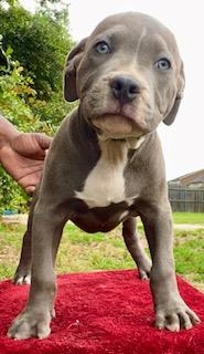 Sample Pup - Buff N Blue Bullies