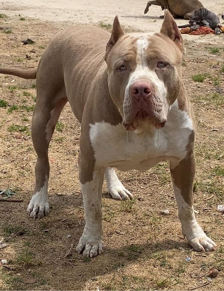 Page 2/3 - Photo Gallery - Buff N Blue Bullies