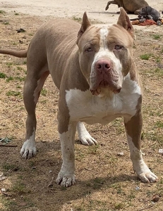 Page 2/3 - Photo Gallery - Buff N Blue Bullies